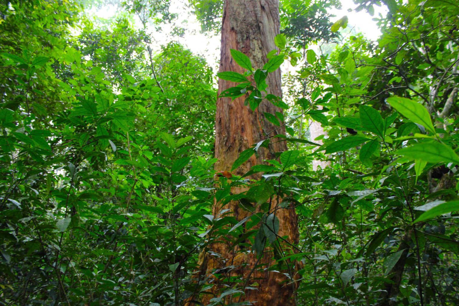 Mapbiomass, the foundations are laid in the DRC (French) - Woodwell Climate