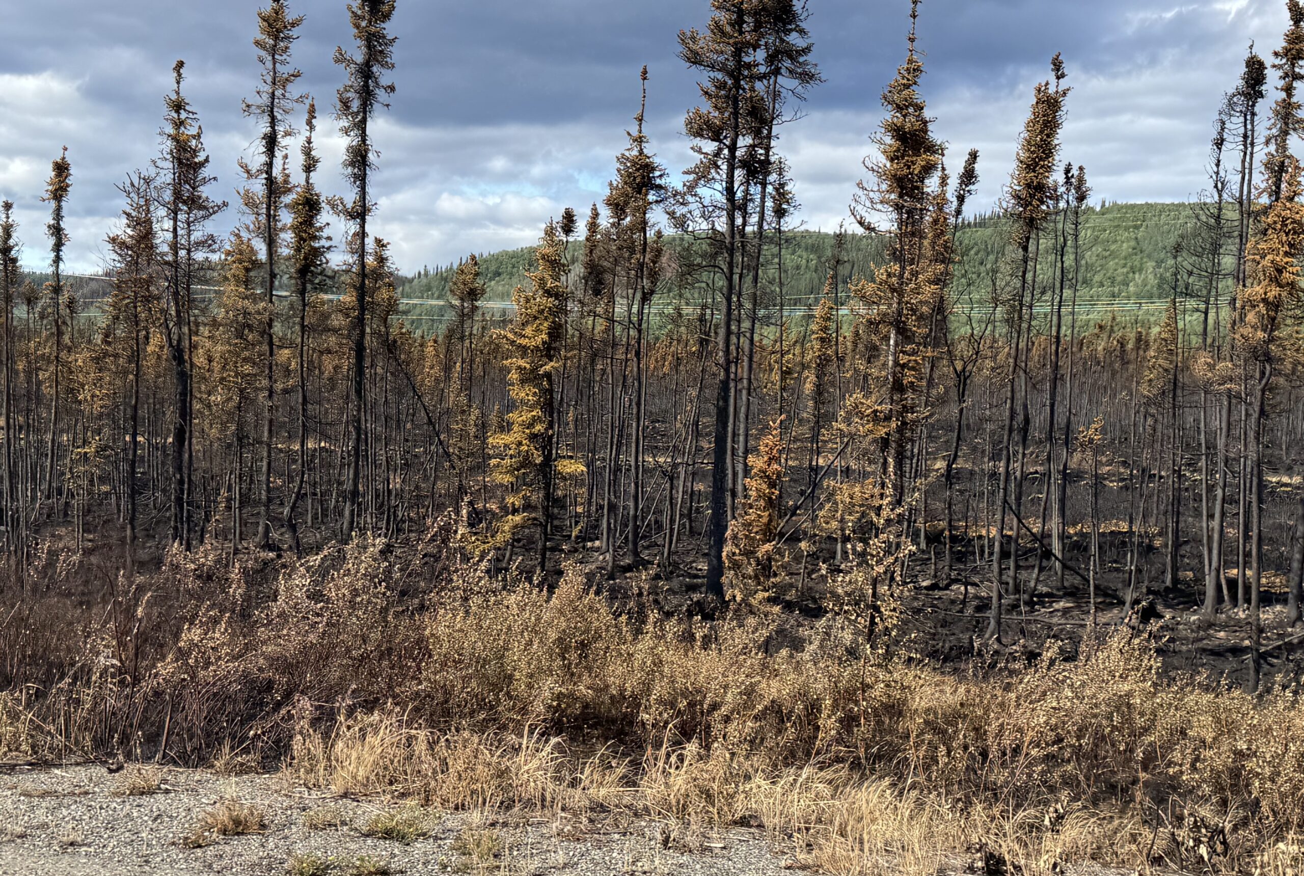 Fire suppression in the boreal: "There's too much fire now" - Woodwell ...
