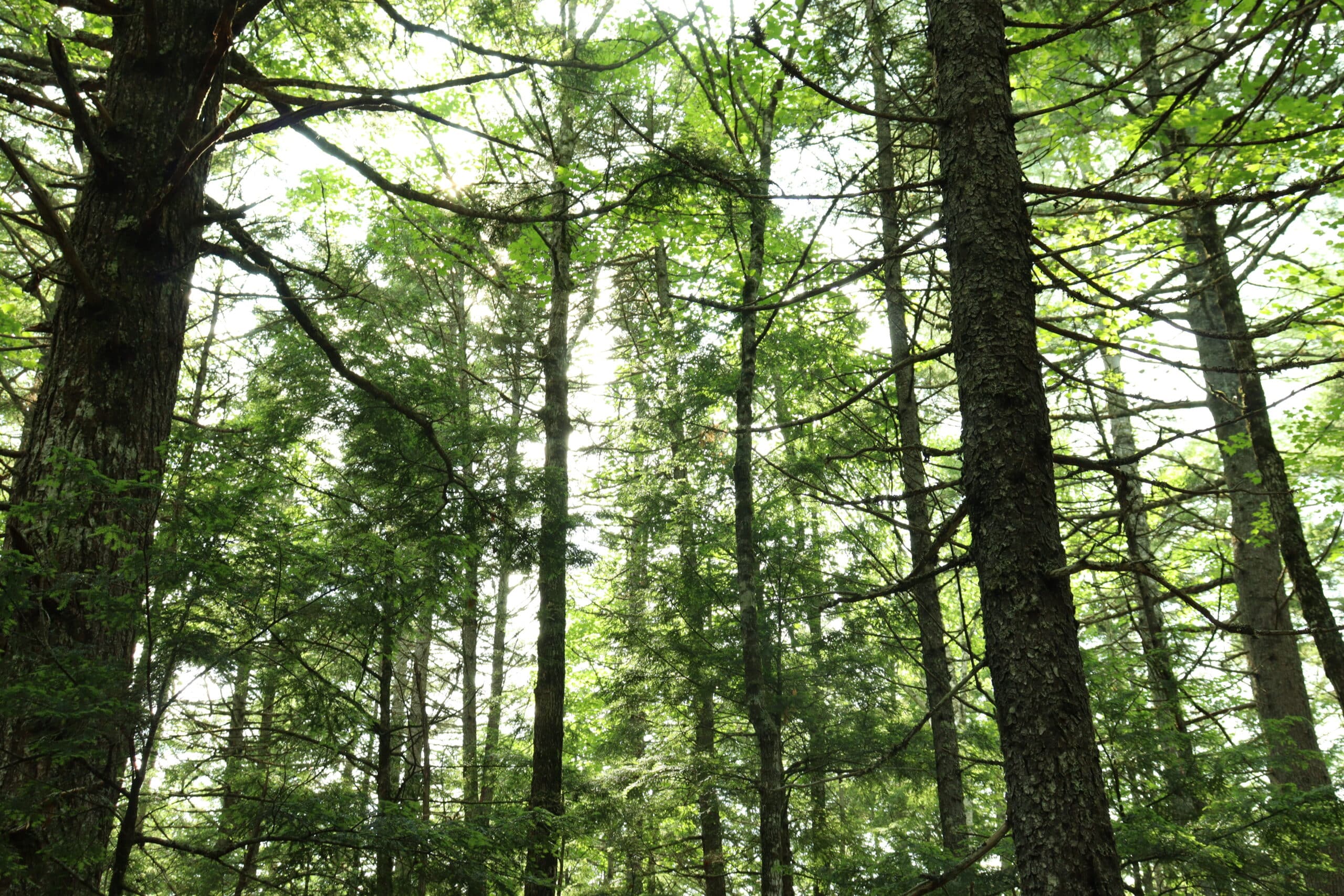 LEARN tool and forest assessment - Woodwell Climate