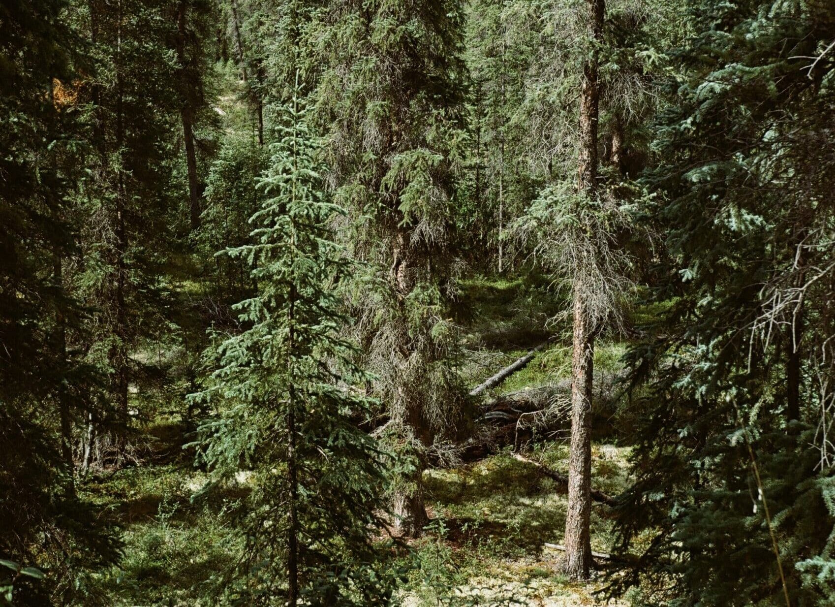 Supporting the Roadless Rule - Woodwell Climate